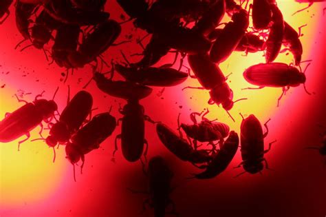 Cómo Eliminar Las Cucarachas En Casa Durante El Invierno Tips Para