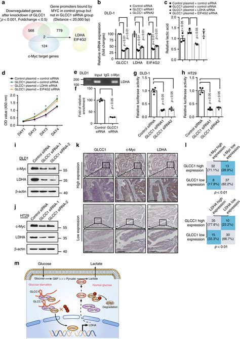 Glcc1 Co Ordinates The Localization Of C Myc Genome Wide A Venn Download Scientific Diagram