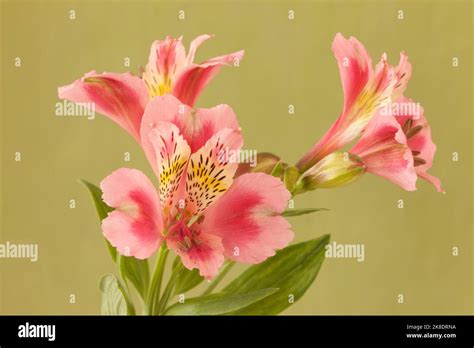 Alstroemeria "Uranus", Peruvian Lily Stock Photo - Alamy