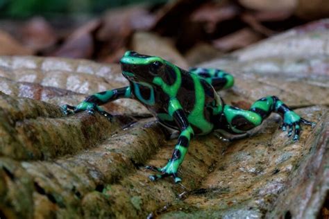 Green And Black Poison Dart Frog Lifespan Diet Pictures And Care Guide