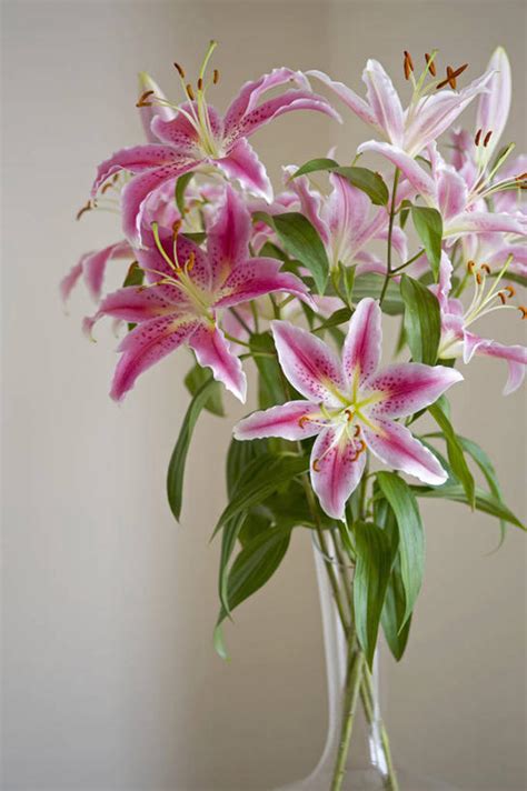 无人竖图室内特写白天美景百合花花瓶英国眼镜斑点景观花排列粉色自然花束夏天景色摄影雄蕊自然风光彩图影棚拍摄