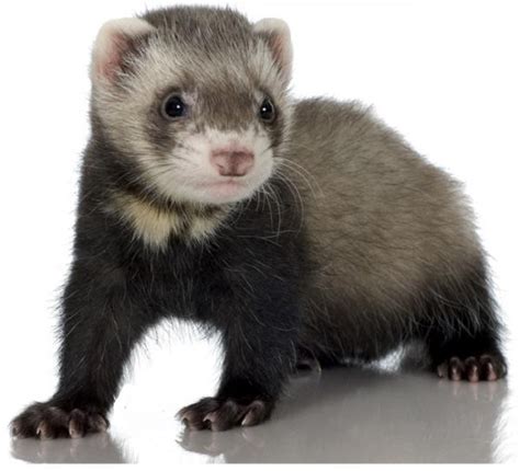 Questions à se poser avant dadopter un furet Le blog de la ferme