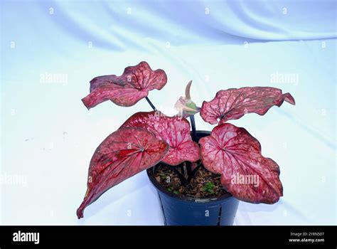 Caladium Bicolor Flower In The Pot Called Heart Of Jesus Isolated In