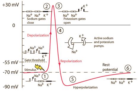 Bio Geo Nerd Action Potentials Up Close