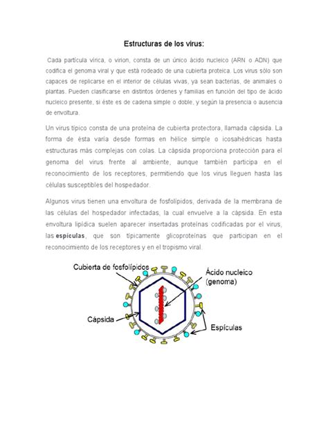 Estructura Y Partes De Los Virus Pdf Virus Biología