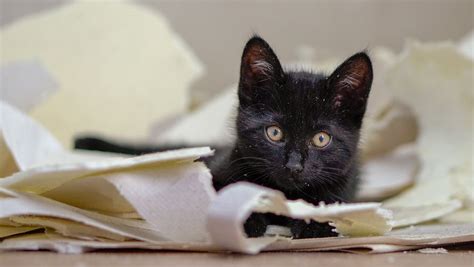 100 Free Glue Bloom Images Pixabay