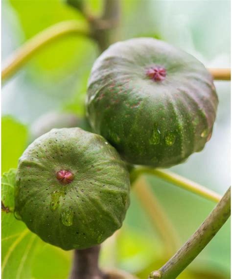 The Best Fig Trees To Grow Indoors And Out Homes And Gardens