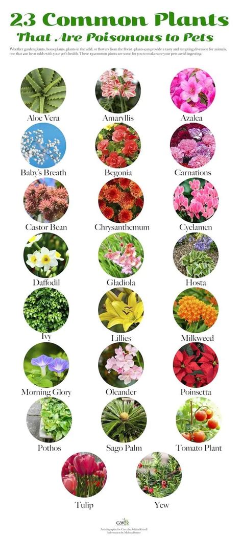 A Guide To Dog Friendly Herb Gardening
