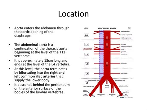 2 B Abdominal Aorta1 Ppt