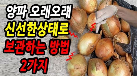 양파 장기 보관하려면 이렇게 하세요 양파 물러지거나 썩혀 버리는일 없는 실온 냉장보관법 꿀팁 Youtube