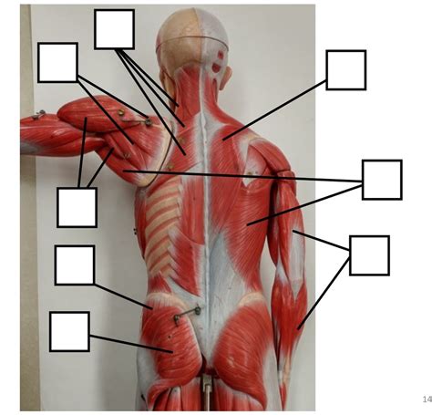 Appendicular Muscles Diagram Quizlet