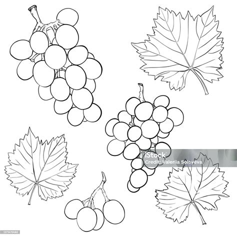 포도와 잎 손으로 그린 흑백 요소 세트 흰색 배경에 격리 스케치 열매의 윤곽 도면 간단한 벡터 그림 낙서 개체 그룹에 대한 스톡 벡터 아트 및 기타 이미지 Istock