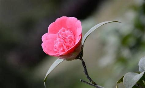 想讓山茶花花姿豐盈嗎請看山茶花的養殖方法全介紹 壹讀