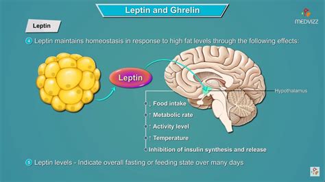 Leptin Hormone Cách Hoạt Động Và Ảnh Hưởng Đến Cân Nặng
