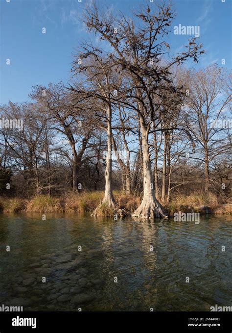 Bald Cypress Trees Along The Frio River In Garner State Park Texas