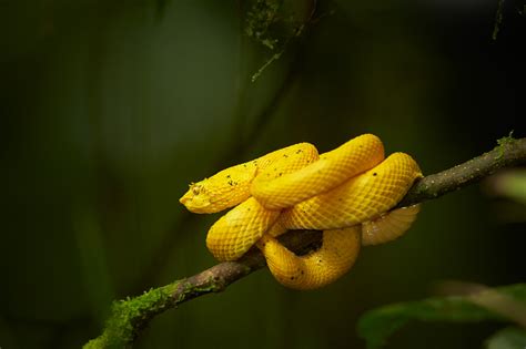 Canon EF 300mm F 2 8L IS USM Review