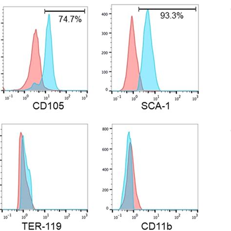 Immunophenotype Of Bone Marrow Mesenchymal Stem Cells Bmscs And