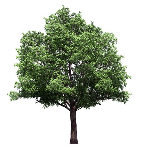 Cliparts Png Tree Photoshop Trees Top View Garden Illustration