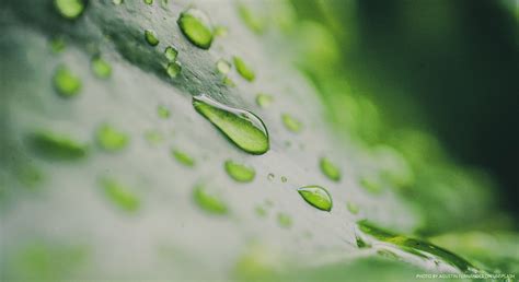 Understanding Vapor Pressure Deficit Vpd Hort Americas