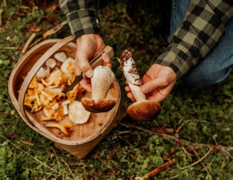Zelf Paddenstoelen Kweken Re Nature
