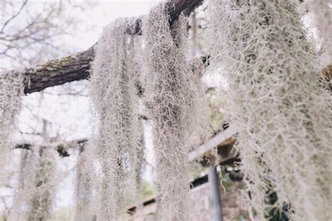 Premium Photo Hanging Moss From A Tree