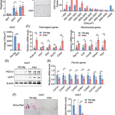 Chronic Irisin Administration Improves Beige Fat Functionality In