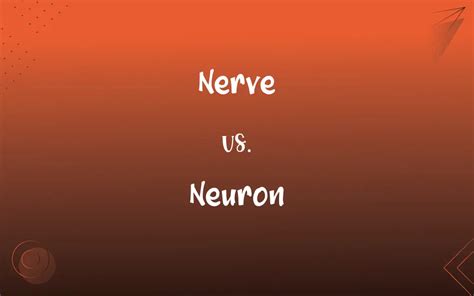Nerve Vs Neuron Whats The Difference