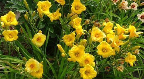 How To Plant Grow And Care For Daylilies
