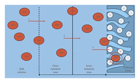 Diffusion Steps Of Methyl Orange From The Bulk Solution Into
