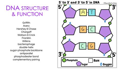 SOLUTION Unit 06 Notes Dna Replication Protein Synthesis Studypool