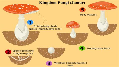 Klasifikasi Ciri Ciri Kingdom Fungi Dan Cara Perkembangbiakannya Riset