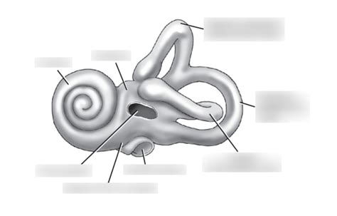 Bony Labyrinth Diagram Quizlet