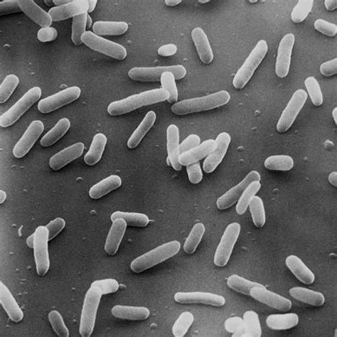 少动鞘氨醇单胞菌