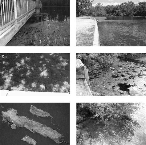 representative invasive macrophytes and benthic substrate and water