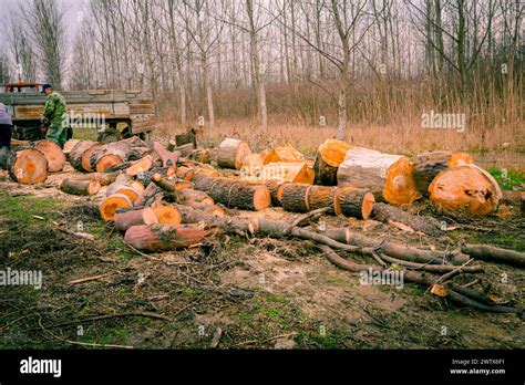 People Are Gathering Sliced Chopped Freshly Cut Stumps Of Trees On