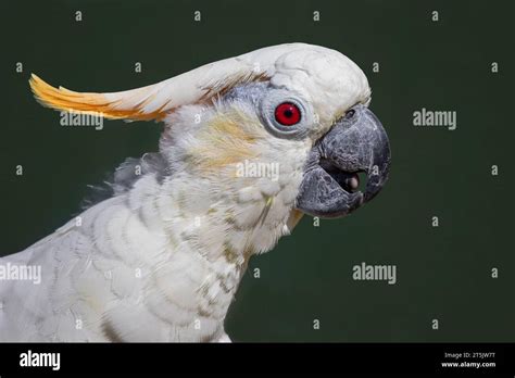 A Side Profile Portrait Of A Citron Crested Cockatoo Cacatua Sulphurea