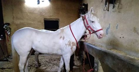 एक घोड़ी की वजह से दो गांव में 350 साल से नहीं हो रही थीं शादियां अब