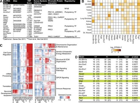 Figures And Data In Multiple Knockout Mouse Models Reveal LincRNAs Are