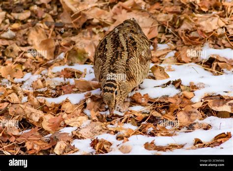 Camouflage Bird Woodcock Brown Dry Leaves And White Snow Background