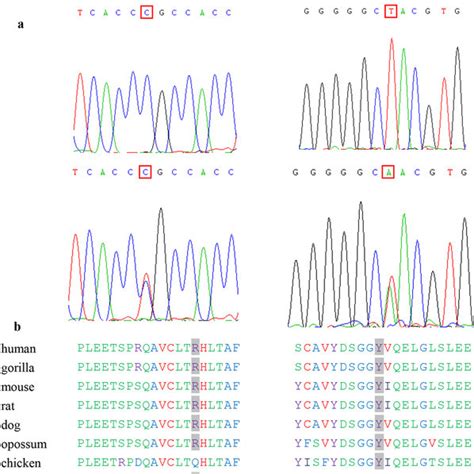 Pdf Identification Of Novel Pkd1 And Pkd2 Mutations In A Chinese