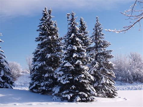 Beauty of snow 3 Free Photo Download | FreeImages