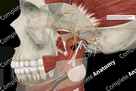 Posterior Deep Temporal Nerve Complete Anatomy