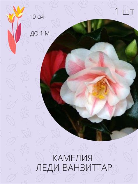 Камелия цветок/Саженец камелии - купить с доставкой по выгодным ценам в ...