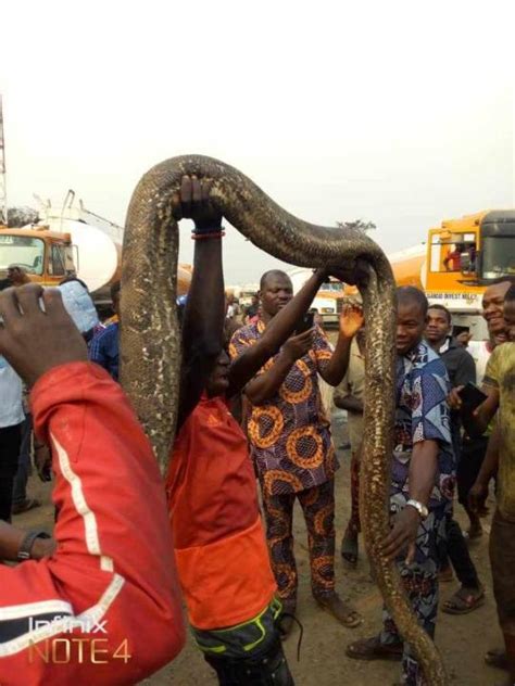 Massive Female Python Killed In Apapa Conoil Fueling Station Picture