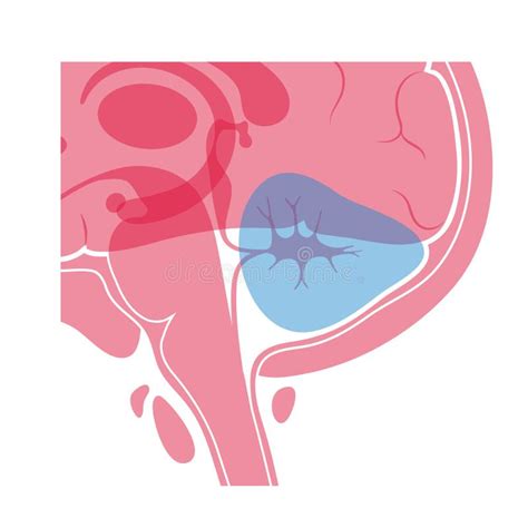 Vector Illustration Of Cerebellum Stock Vector Illustration Of