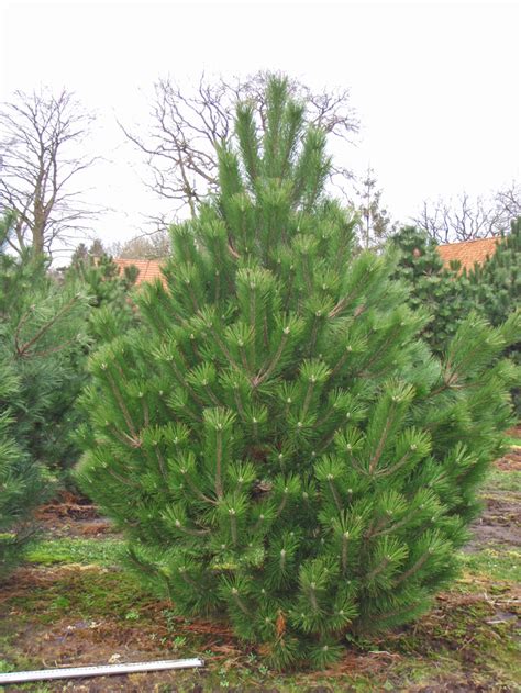 Pinus Nigra Austriaca Austrian Pine Practicality Brown