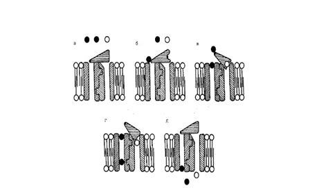 The Physiological Model Of Na Dependent Transporters