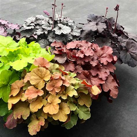 Heuchera NORTHERN EXPOSURE™ ‘Red’ | TERRA NOVA® Nurseries, Inc.