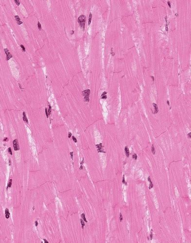 Tissue Types Flashcards Quizlet