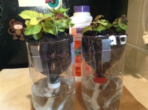 Ecosystem Bottle Experiment Summer Work
